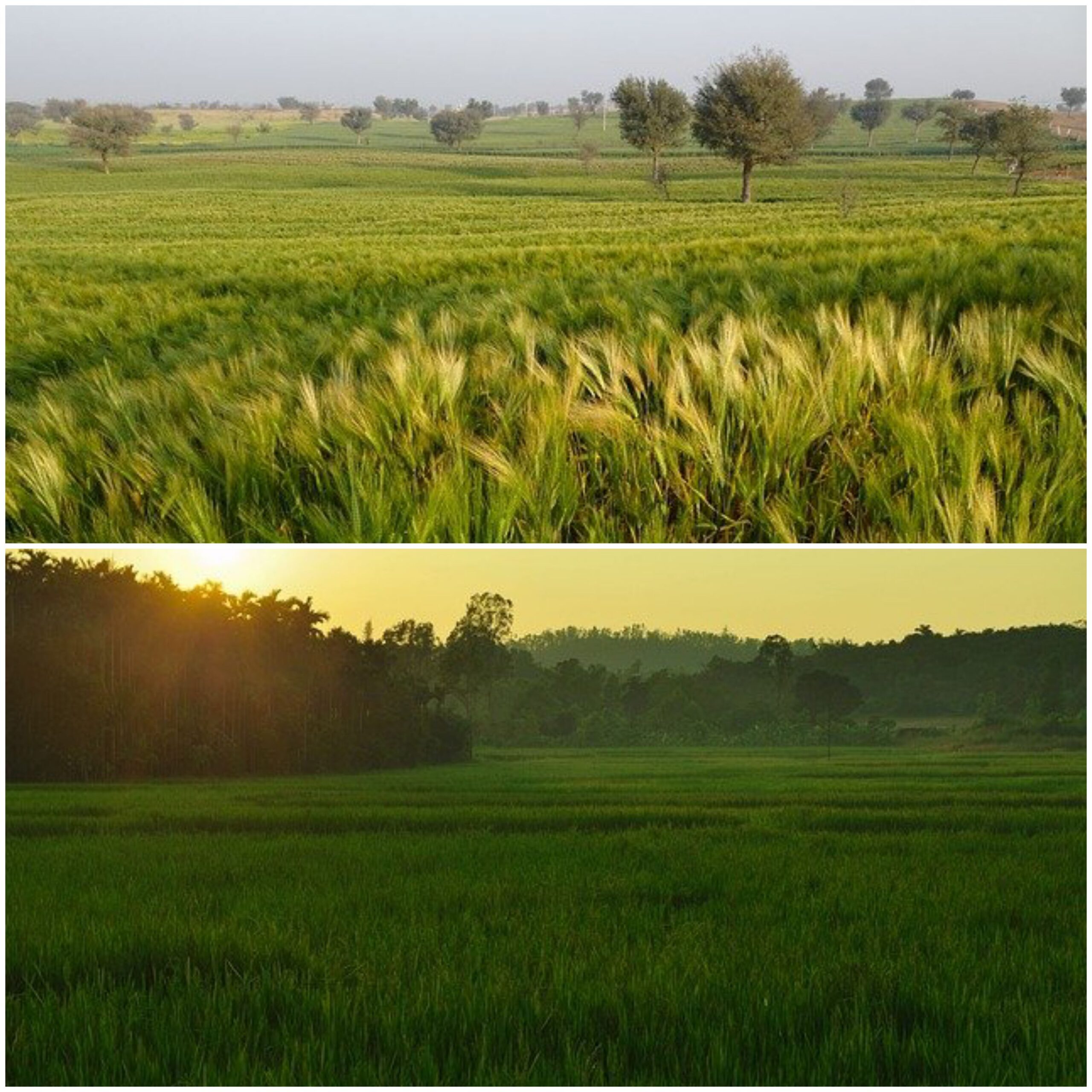 Rabi And Kharif Crops Major Seasonal Crops GEOGRAPHY HOST Rabi And Kharif Crops Major Seasonal Crops GEOGRAPHY HOST