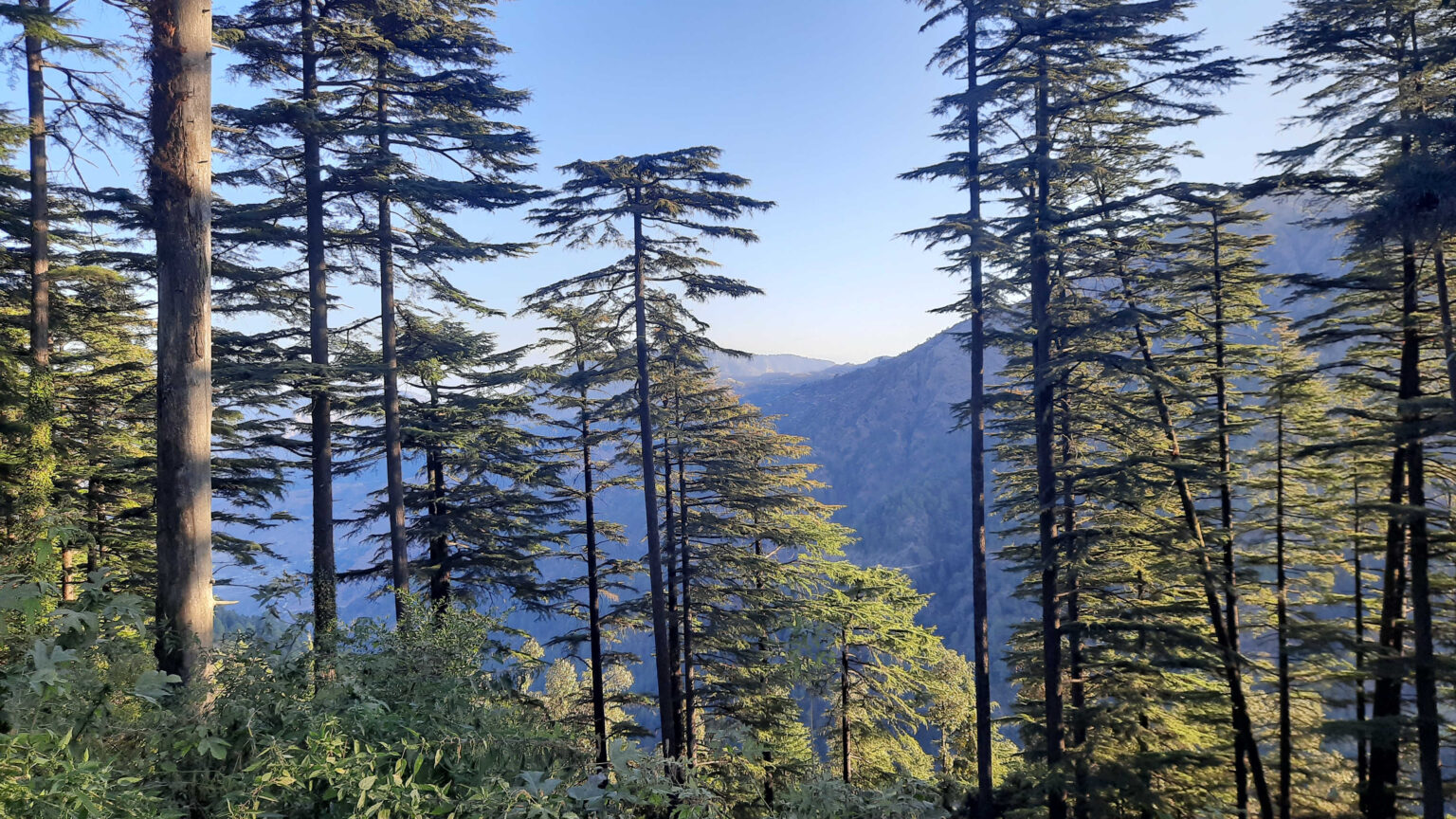 Deodar tree - the wood of the Gods | GEOGRAPHY HOST