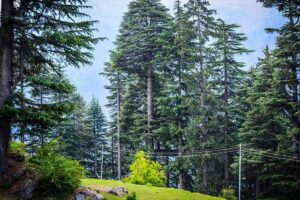 Deodar tree - the wood of the Gods | GEOGRAPHY HOST