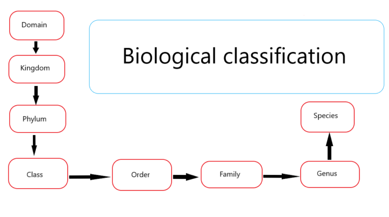 Differences between Crocodiles and Alligators | Crocodile vs Alligator