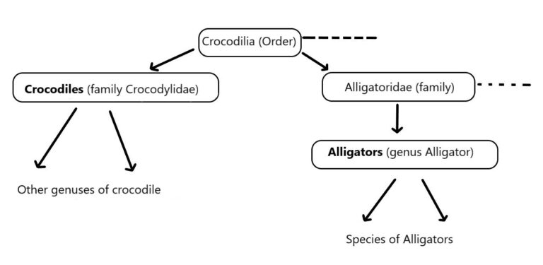 Differences between Crocodiles and Alligators | Crocodile vs Alligator