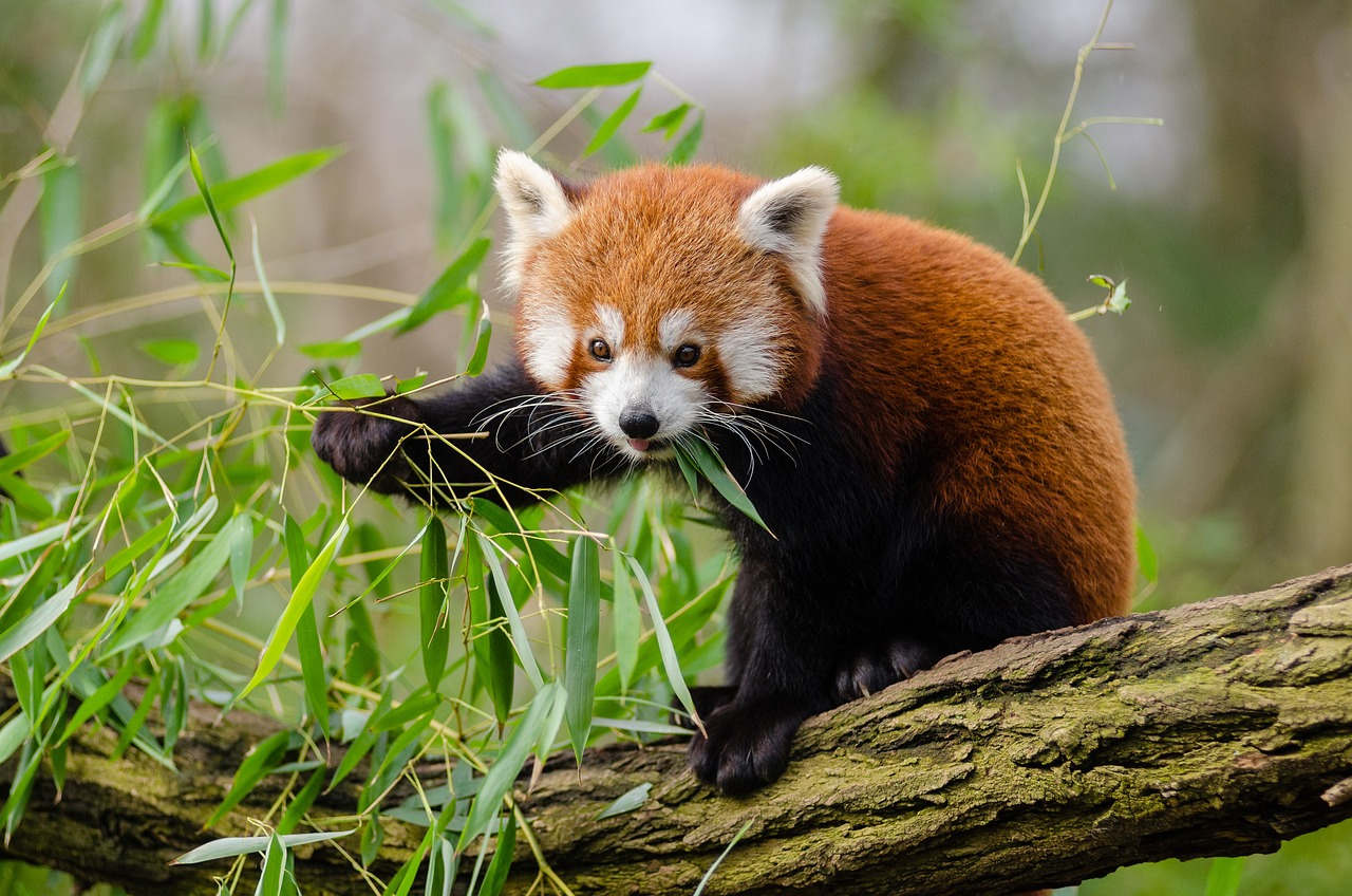 Red Panda Facts Is Red Panda A Bear Geography Host