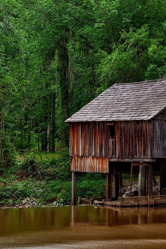 US states with highest and lowest forest cover - GEOGRAPHY HOST