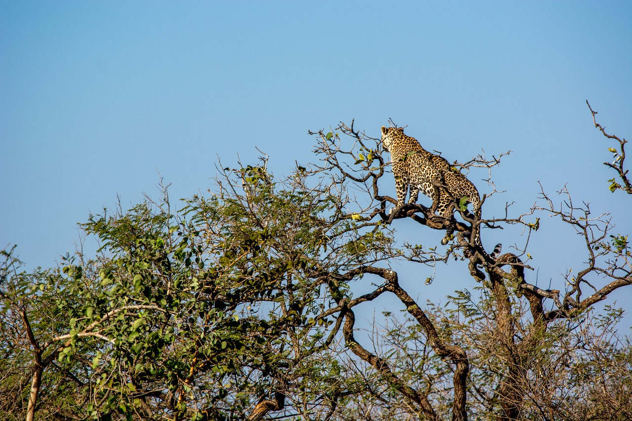 Leopard population in India | fun facts about the Indian leopard