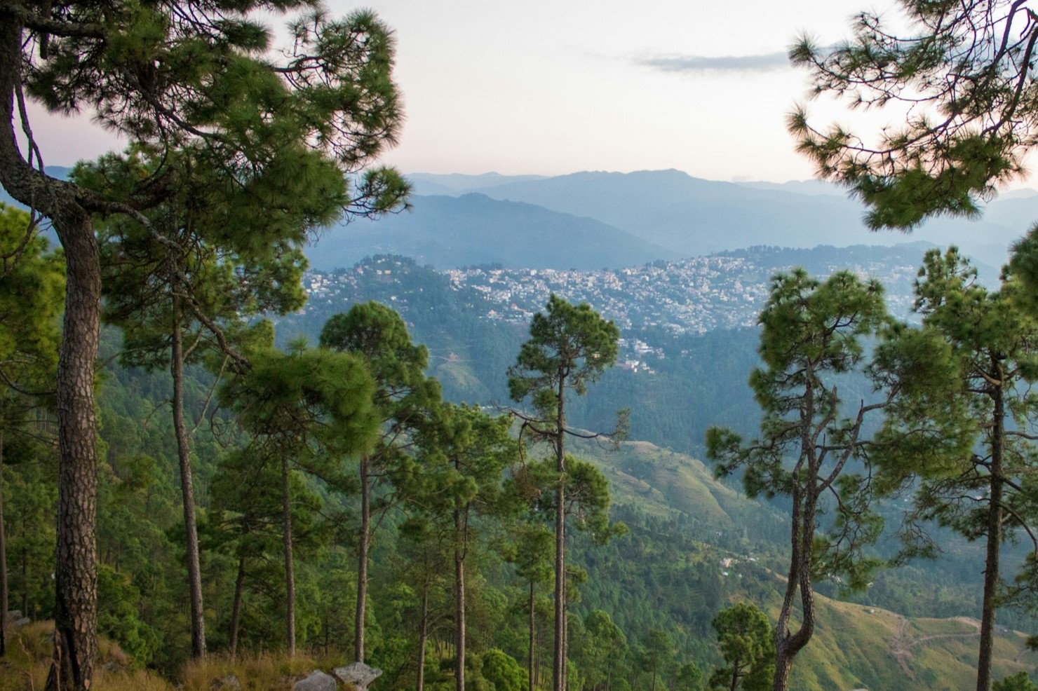 10 common trees of India - Neem, Mango, Coconut, Sal, Teak, etc ...