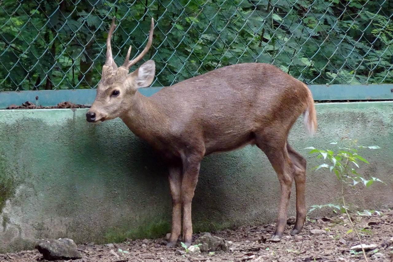Common deer species in India - GEOGRAPHY HOST