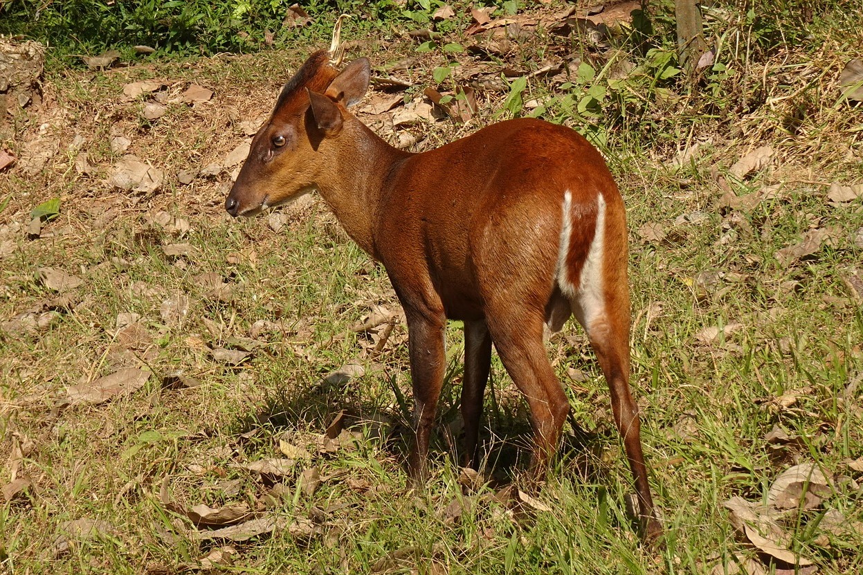 Common deer species in India - GEOGRAPHY HOST
