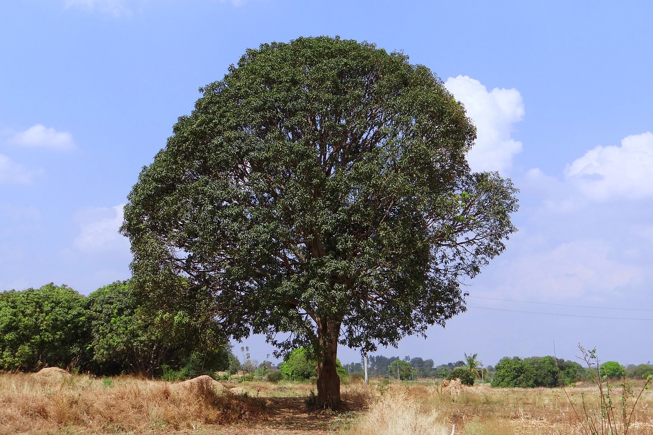 10 common trees of India - Neem, Mango, Coconut, Sal, Teak, etc ...