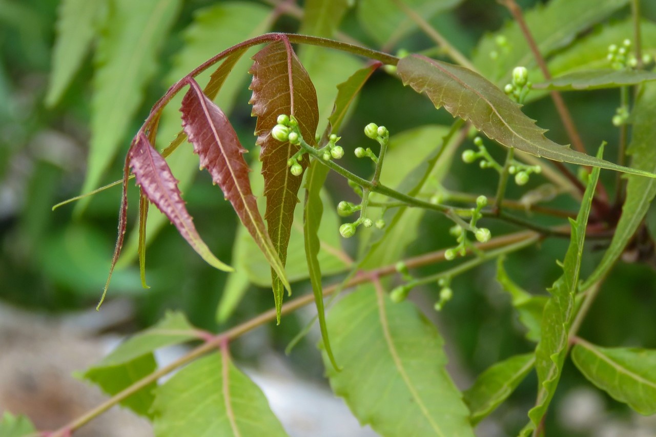 10 common trees of India - Neem, Mango, Coconut, Sal, Teak, etc ...