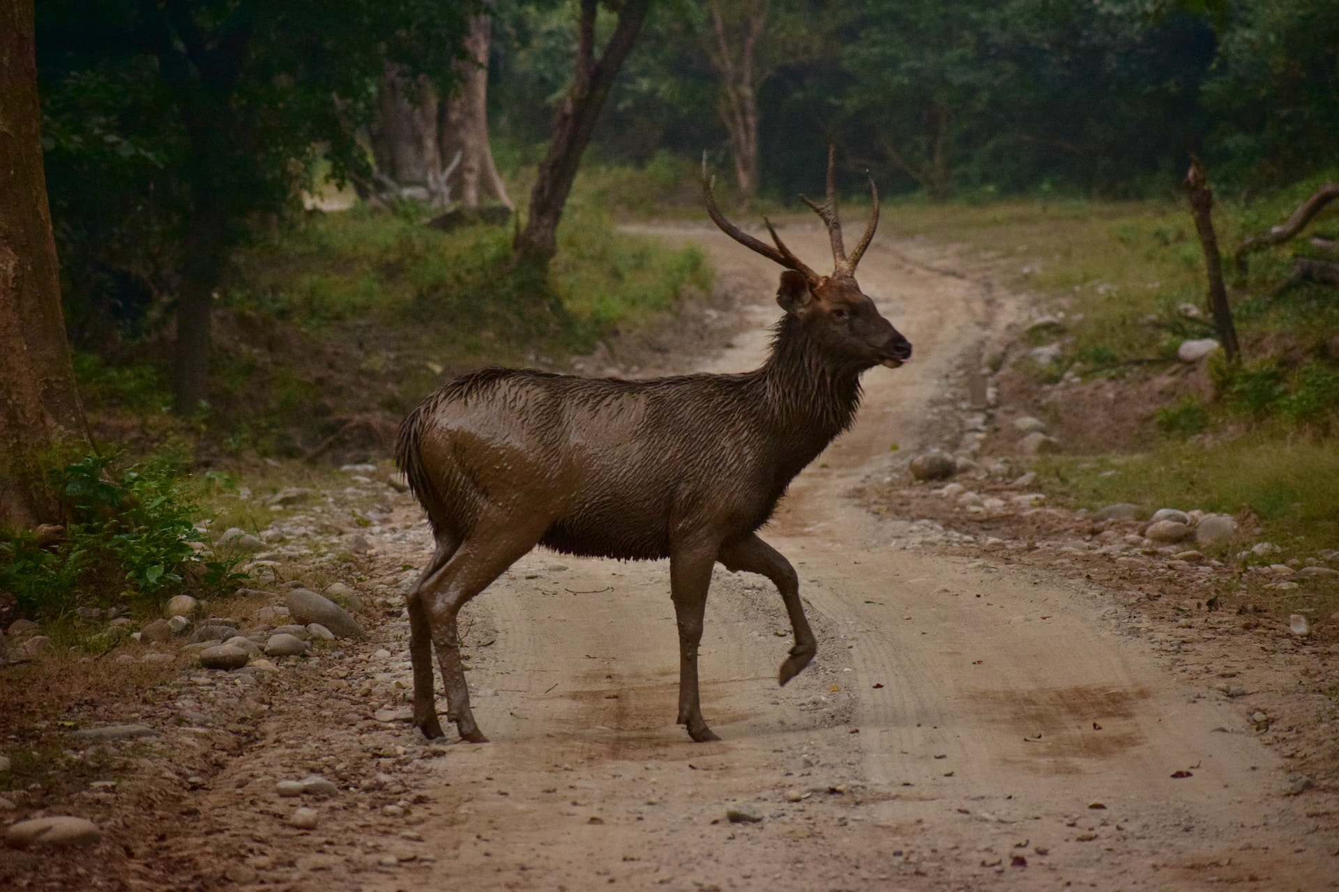 Common deer species in India - GEOGRAPHY HOST