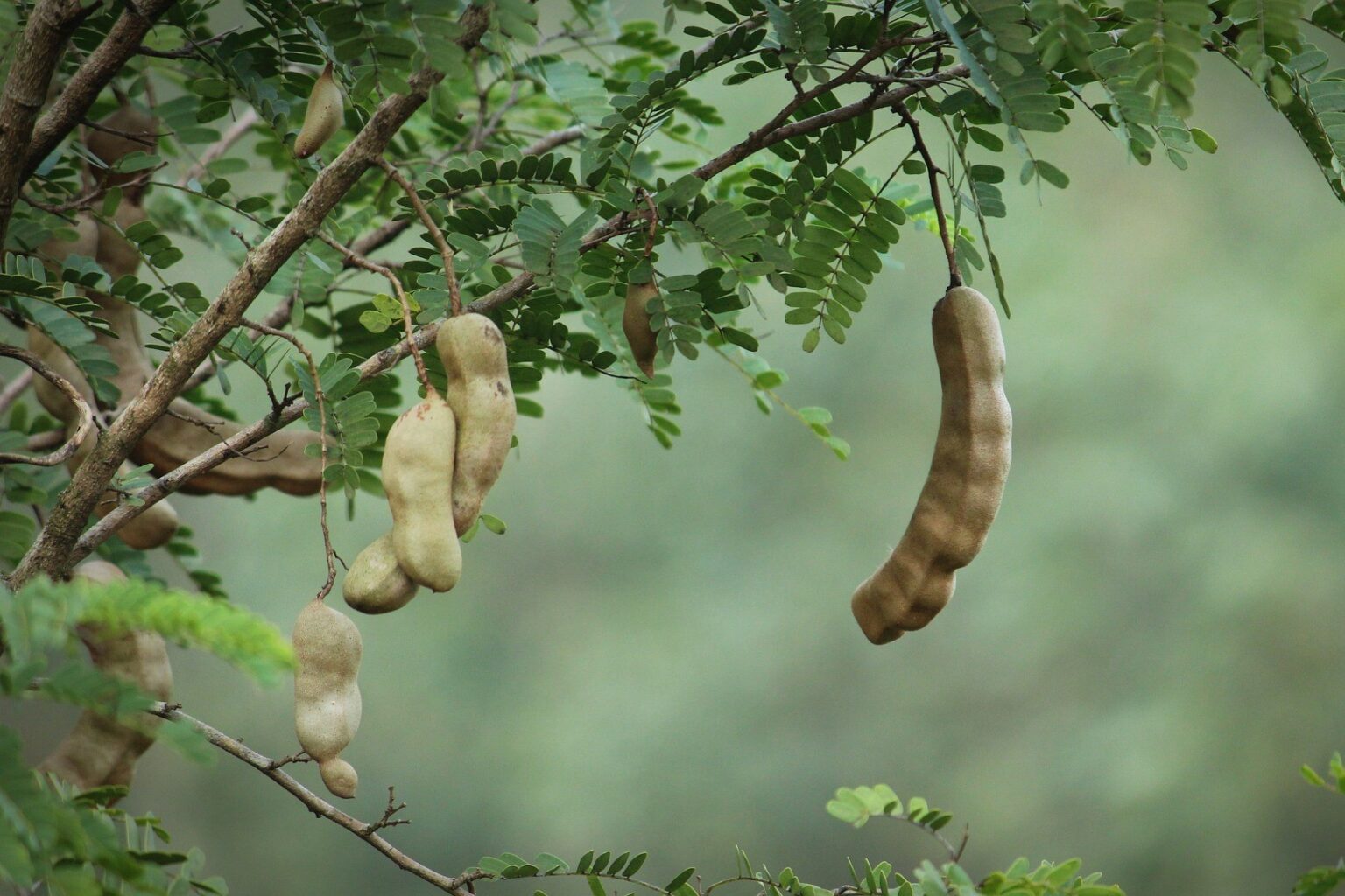 10 common trees of India - Neem, Mango, Coconut, Sal, Teak, etc ...