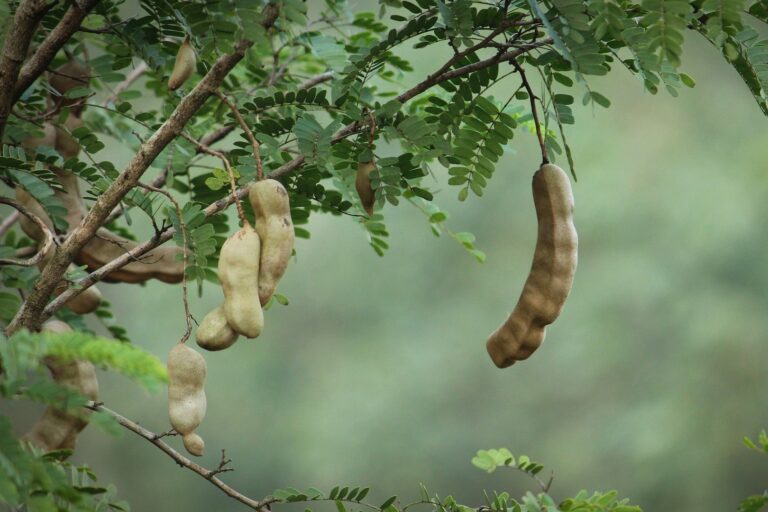 10 common trees of India - Neem, Mango, Coconut, Sal, Teak, etc ...