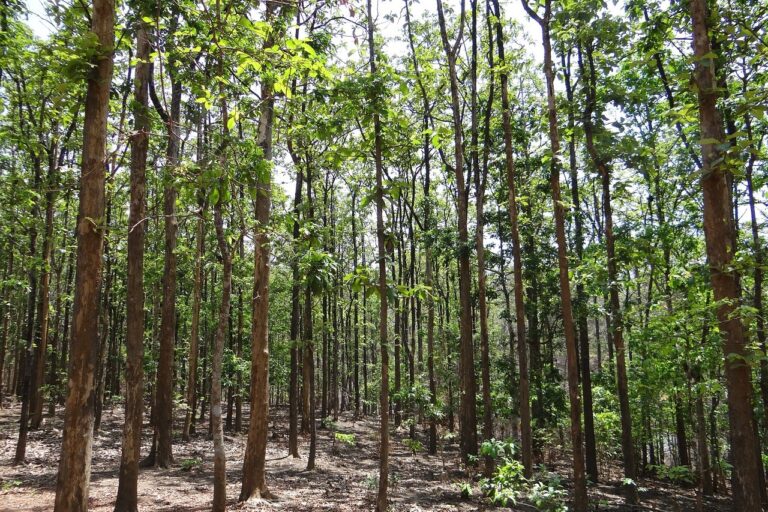 10 common trees of India - Neem, Mango, Coconut, Sal, Teak, etc ...
