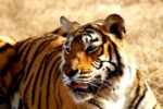 Tiger population in Uttar Pradesh | Tiger reserves in UP - GEOGRAPHY HOST