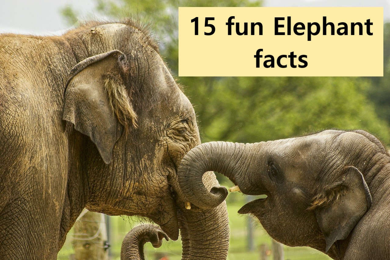 15 fun Elephant facts - GEOGRAPHY HOST