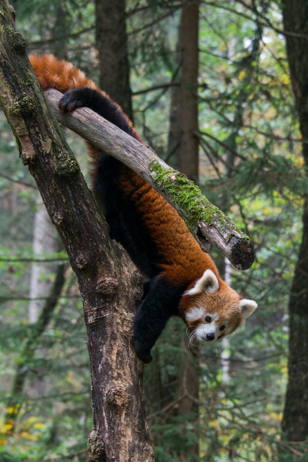 Red Panda Facts Is Red Panda A Bear Geography Host
