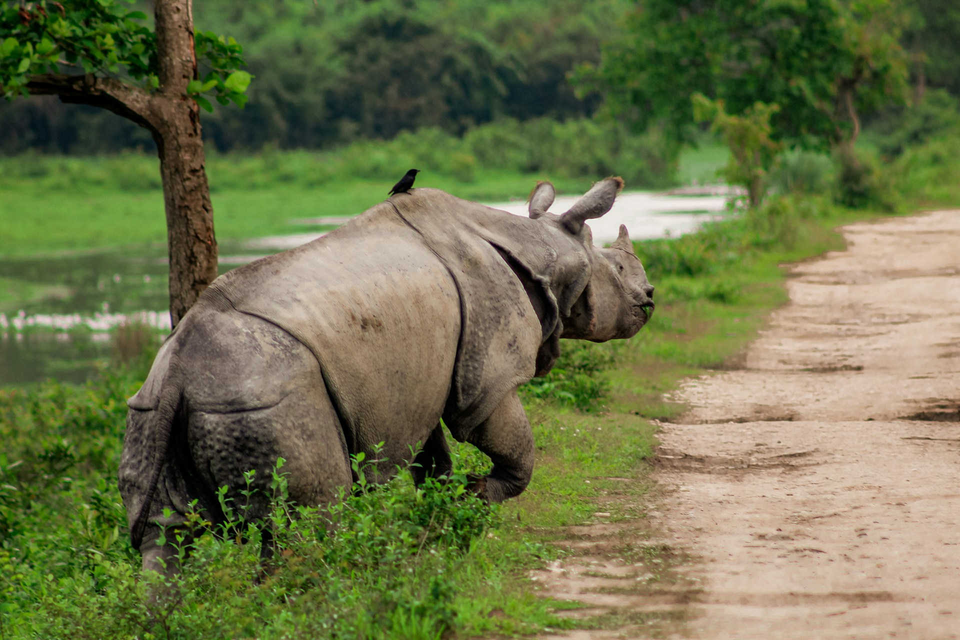 Assam state facts | Overview, geography, districts, history, etc.