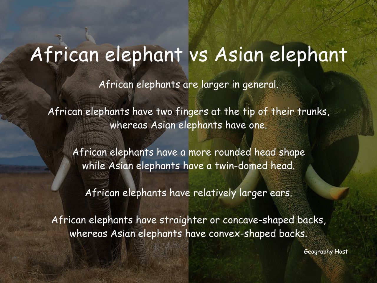 African vs Asian elephants - 7 visual differences - GEOGRAPHY HOST