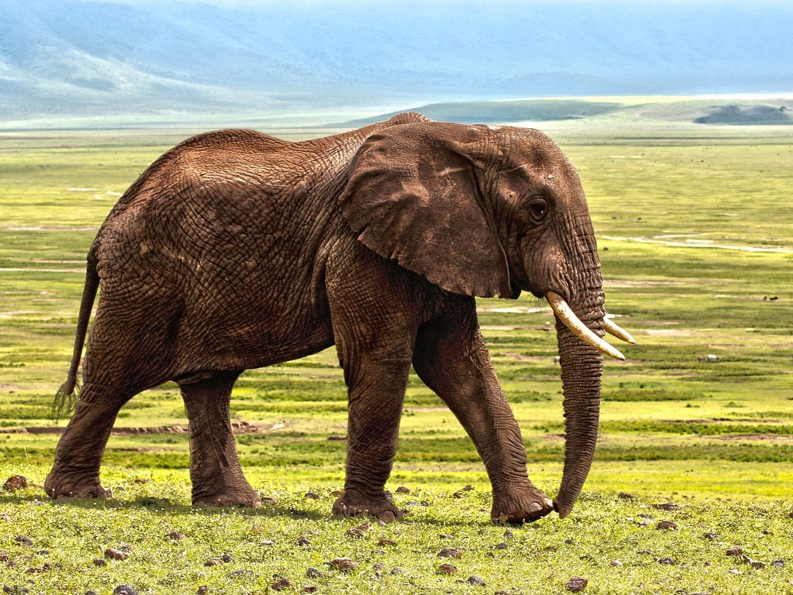 African vs Asian elephants - 7 visual differences - GEOGRAPHY HOST