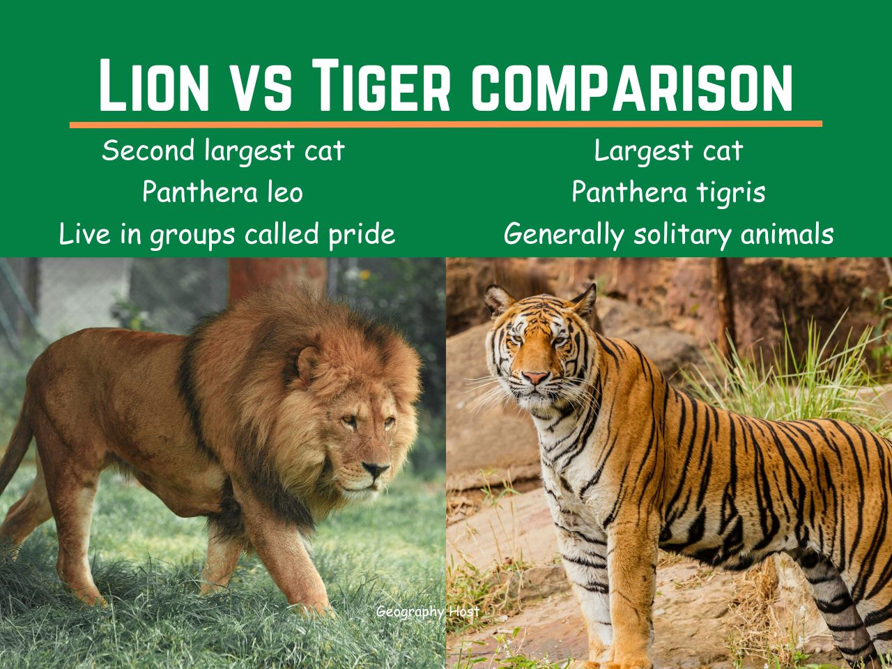 Lion vs Tiger - a comparison | size, habitat, conservation, etc