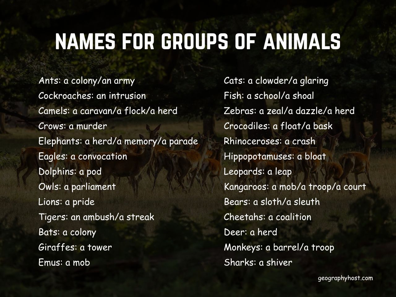 Names for Groups of Animals - GEOGRAPHY HOST
