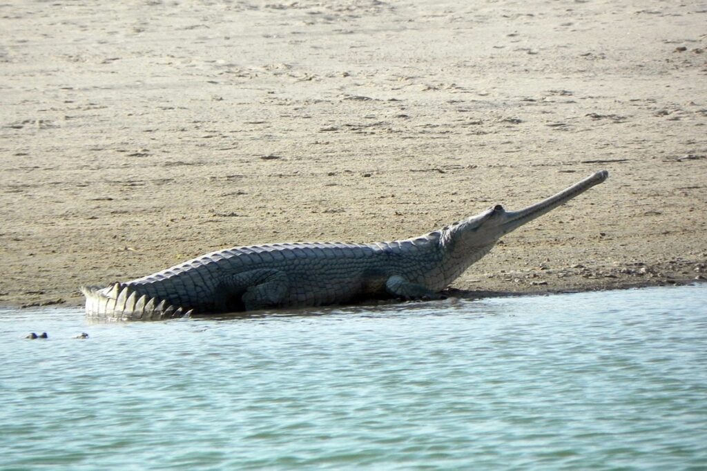 Gharial - A crocodilian like no other | Gharials in India