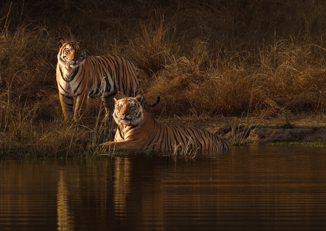 Madhya Pradesh facts - The heart of India