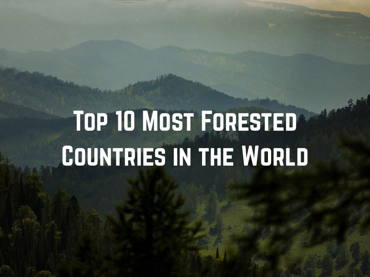 Top 10 Most Forested Countries in the World - GEOGRAPHY HOST
